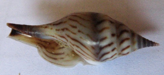 Perrona lineata, Lamarck, 1816 :: SHELLS, MUŠLE, LASTURY