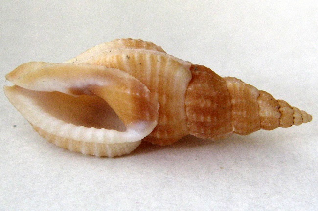 Pisanella viva (Habe&Okutani, 1989) :: SHELLS, MUŠLE, LASTURY