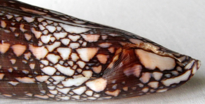 Conus milneedwardsi clyptospira (Melvill & Standen, 1899) :: SHELLS ...