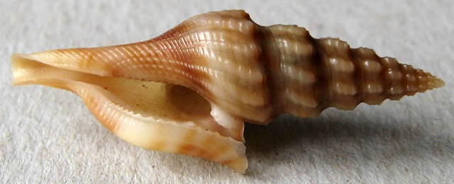 Glyphostoma otohimeae, Kosuge, 1981 :: SHELLS, MUŠLE, LASTURY