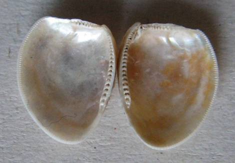 Nucula nucleus, Linnaeus, 1758 :: SHELLS, MUŠLE, LASTURY