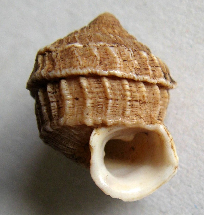 Cerion disforme, Clench & Aguayo, 1946 :: SHELLS, MUŠLE, LASTURY