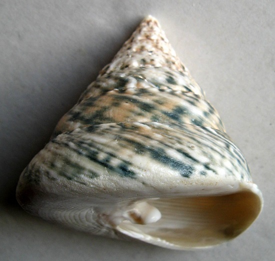 Trochus sp. :: SHELLS, MUŠLE, LASTURY