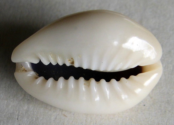 Cypraea annulus, (Linnaeus, 1758) :: SHELLS, MUŠLE, LASTURY