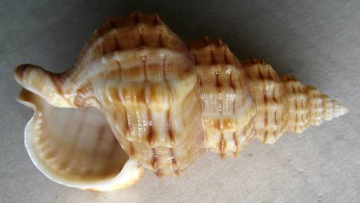 Nassaria thesaura, Fraussen & Poppe, 2007 :: SHELLS, MUŠLE, LASTURY