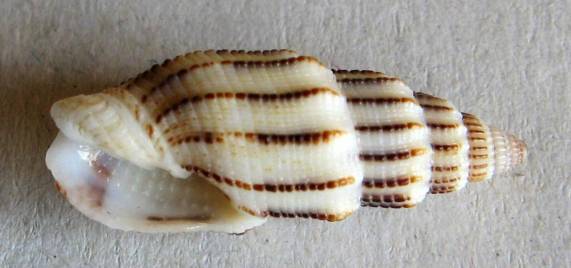 Vexillum exasperatum, Gmelin, JF, 1791 :: SHELLS, MUŠLE, LASTURY