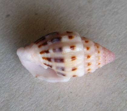 Vexillum speciosum, Reeve, LA, 1844 :: SHELLS, MUŠLE, LASTURY