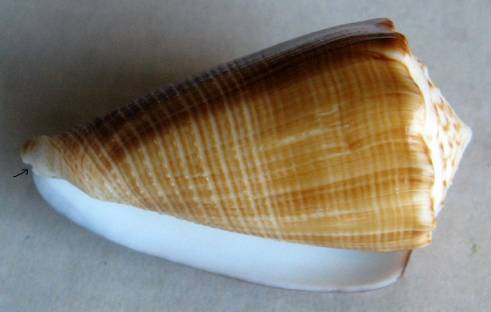Conus sulcatus f. bocki, Sowerby, 1882 :: SHELLS, MUŠLE, LASTURY