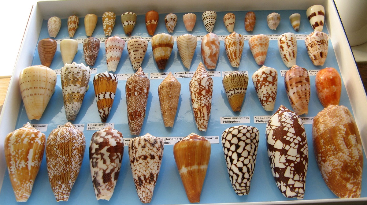 Conidae - kolekce :: SHELLS, MUŠLE, LASTURY