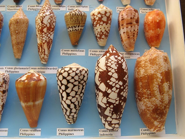 Conidae - kolekce :: SHELLS, MUŠLE, LASTURY