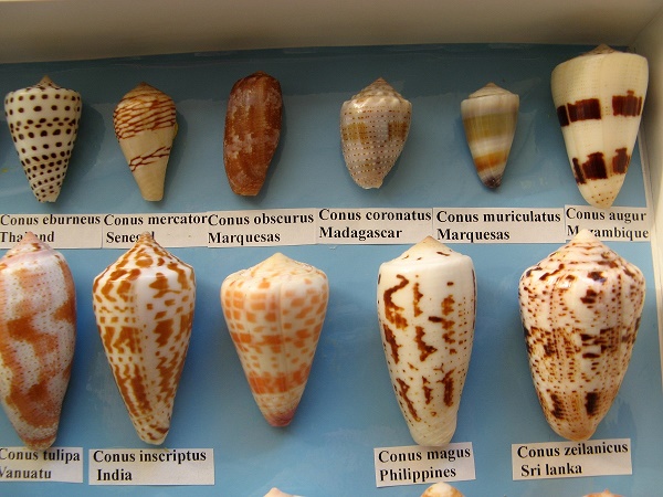 Conidae - kolekce :: SHELLS, MUŠLE, LASTURY