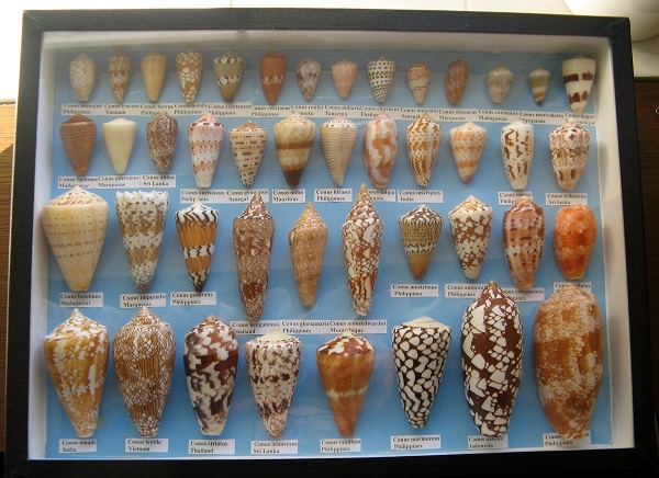 Conidae - kolekce :: SHELLS, MUŠLE, LASTURY