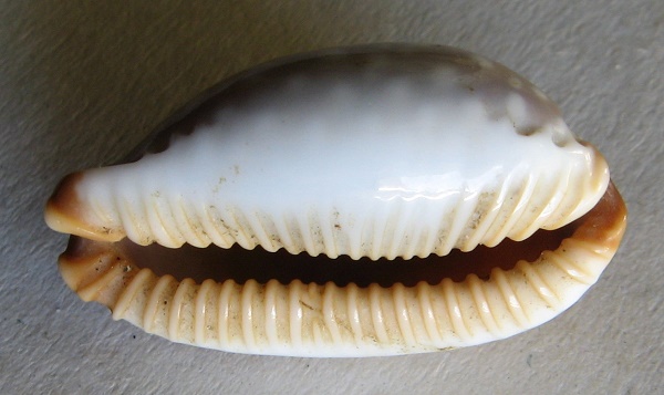 Cypraea limacina, Lamarck, 1810 :: SHELLS, MUŠLE, LASTURY