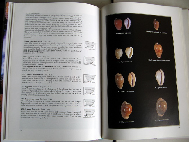 Seashells of South Africa :: SHELLS, MUŠLE, LASTURY