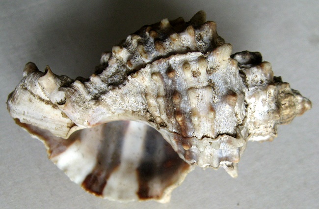 Hexaplex trunculus (Linnaeus, 1758) :: SHELLS, MUŠLE, LASTURY