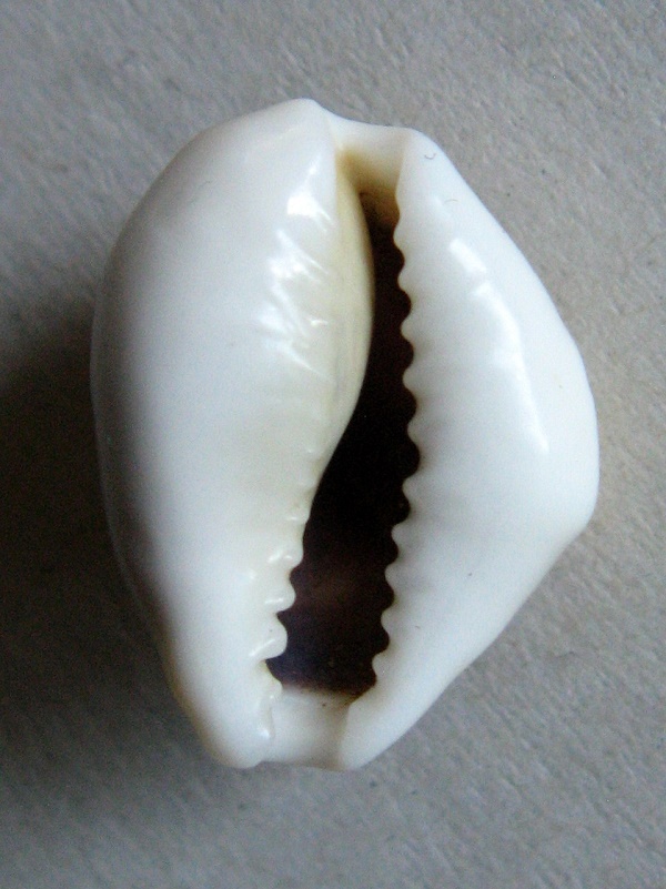 Cypraea moneta, Linnaeus, 1758 FREAK :: SHELLS, MUŠLE, LASTURY