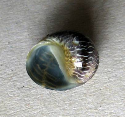 Clithon pulchellum , (Lesson, 1834) :: SHELLS, MUŠLE, LASTURY
