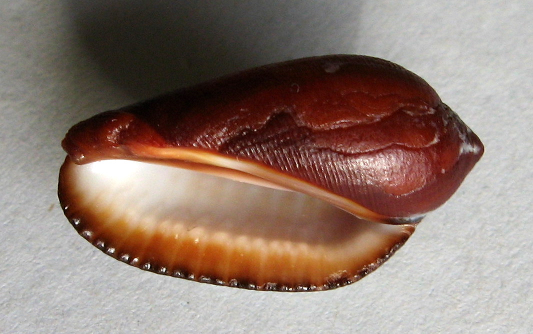 Vexilla vexillum (Gmelin, 1791) :: SHELLS, MUŠLE, LASTURY