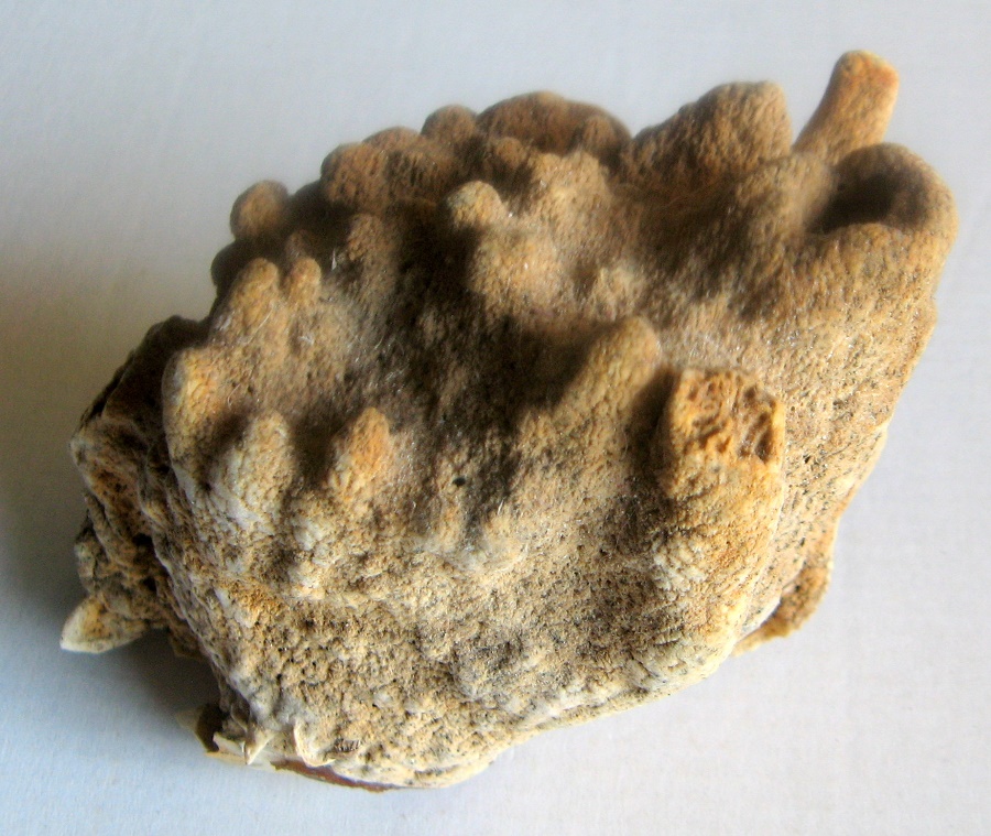 Mořská houba 115) :: SHELLS, MUŠLE, LASTURY