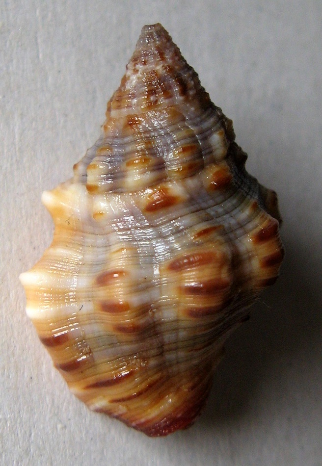 Cantharus sanguinolentus, 2) ( Duclos, 1833 ) :: SHELLS, MUŠLE, LASTURY