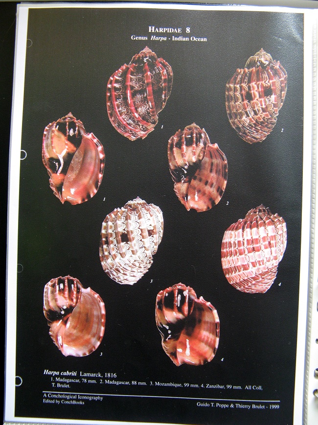 HARPIDAE - Iconography :: SHELLS, MUŠLE, LASTURY