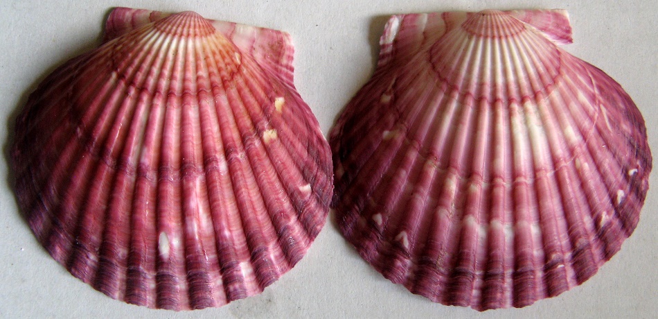 Argopecten irradians (Lamarck, 1819) :: SHELLS, MUŠLE, LASTURY