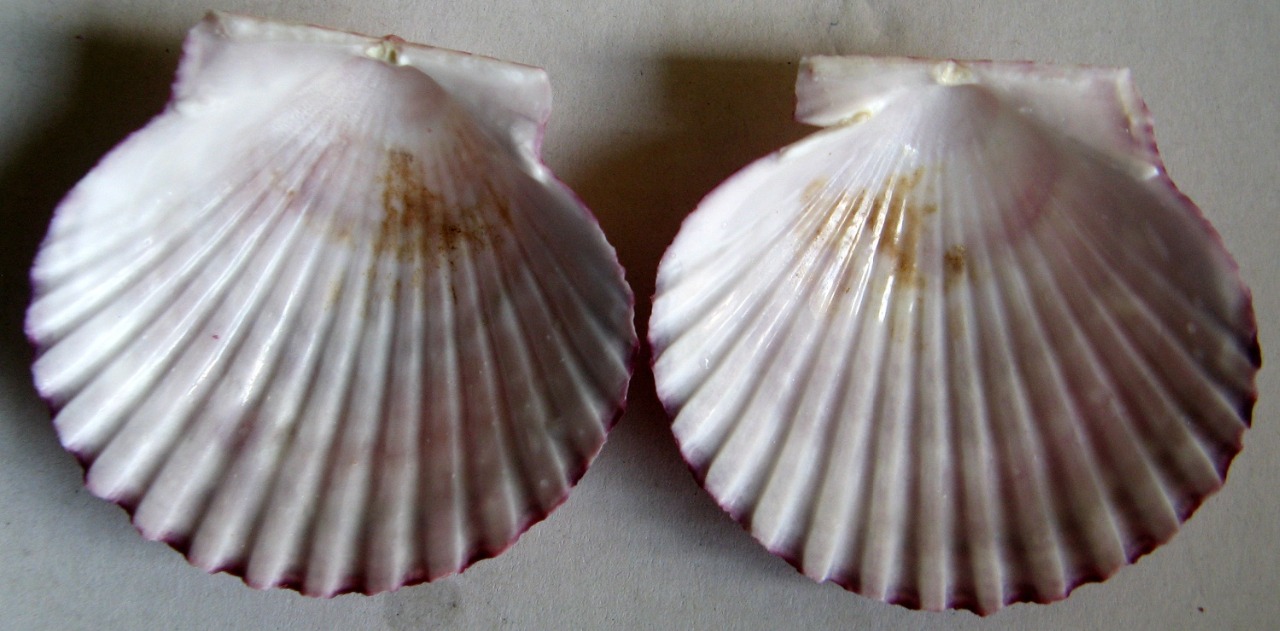 Argopecten irradians (Lamarck, 1819) :: SHELLS, MUŠLE, LASTURY