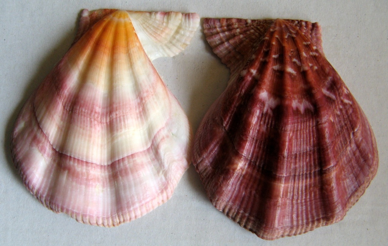 Swiftopecten swiftii 4) (Bernardi, 1858) :: SHELLS, MUŠLE, LASTURY