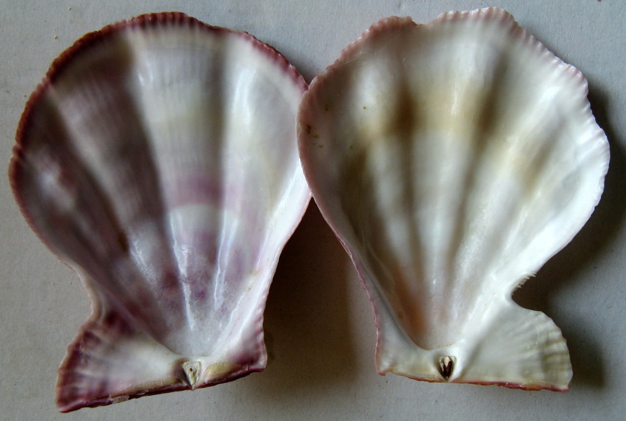 Swiftopecten swiftii 4) (Bernardi, 1858) :: SHELLS, MUŠLE, LASTURY