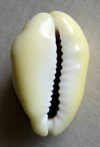 Cypraea moneta, Linnaeus, 1758 :: SHELLS, MUŠLE, LASTURY