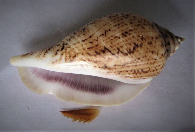 Strombus gibberulus, Linnaeus, 1758 :: SHELLS, MUŠLE, LASTURY