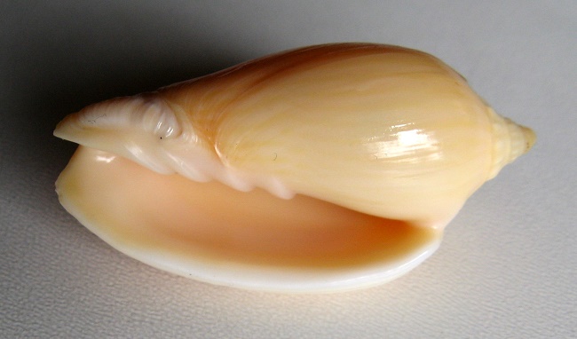 Amoria zebra, (Leach, 1814) GOLD :: SHELLS, MUŠLE, LASTURY