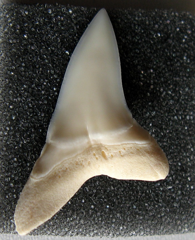 Žralok Mako - Isurus oxyrinchus 3) :: SHELLS, MUŠLE, LASTURY