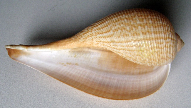 Ficus gracilis Sowerby, 1825 :: SHELLS, MUŠLE, LASTURY