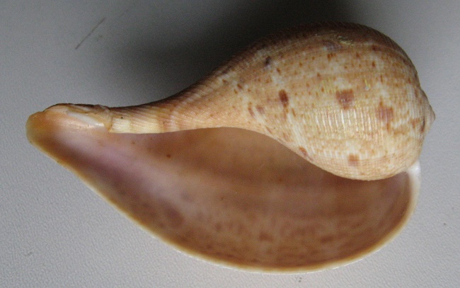 Ficus variegata, (Röding, 1798) :: SHELLS, MUŠLE, LASTURY