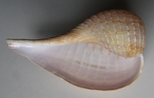 Ficus ventricosa (Sowerby, 1825) :: SHELLS, MUŠLE, LASTURY
