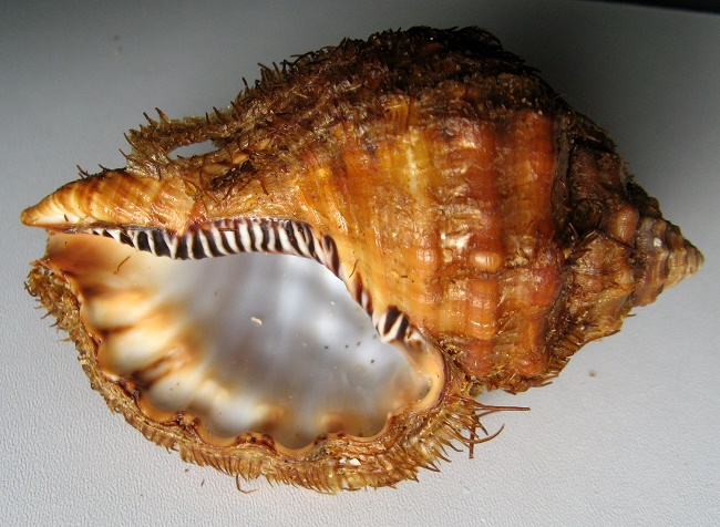 Cymatium parthenopeum , Salis, 1793 :: SHELLS, MUŠLE, LASTURY