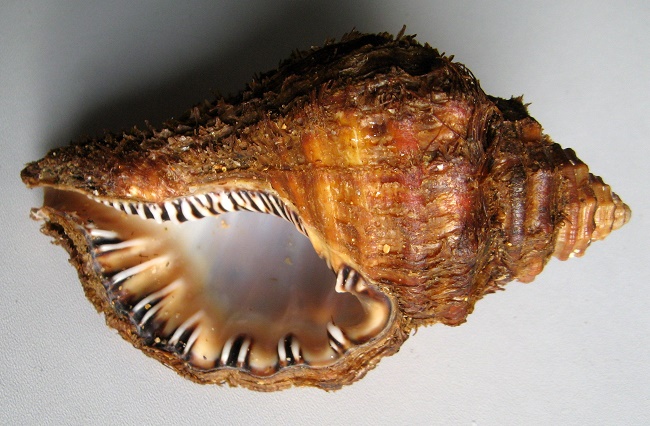 Cymatium parthenopeum , Salis, 1793 :: SHELLS, MUŠLE, LASTURY