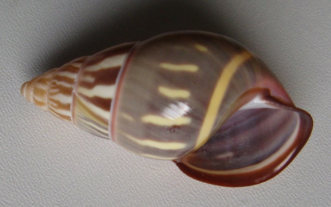 Amphidromus everetti , Fulton, 1896 :: SHELLS, MUŠLE, LASTURY