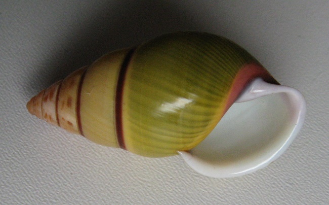 Amphidromus johnabbasi, 2) Thach, 2017 SINISTRAL :: SHELLS, MUŠLE, LASTURY