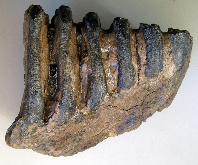 MAMMUTHUS MERIDIONALIS, zub z mamuta :: SHELLS, MUŠLE, LASTURY