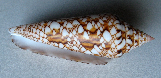 Conus bengalensis f. sumbawaensis, (Verbinnen, 2022) NEW :: SHELLS ...