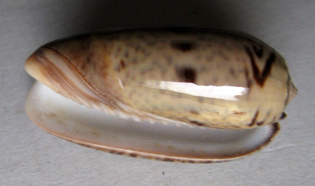 Oliva hirasei, 1) Kuroda & Habe, 1952 :: SHELLS, MUŠLE, LASTURY