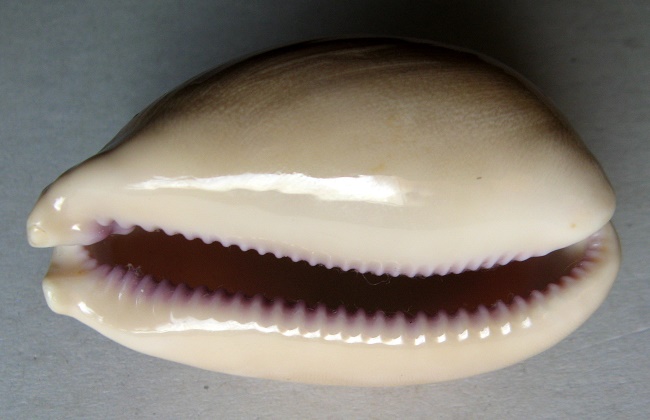 Cypraea eglantina GREEN, (Duclos, 1833) :: SHELLS, MUŠLE, LASTURY