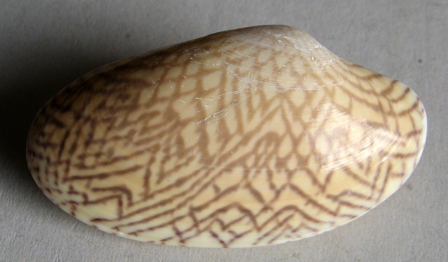 Paphia textile (Gmelin, 1791) :: SHELLS, MUŠLE, LASTURY