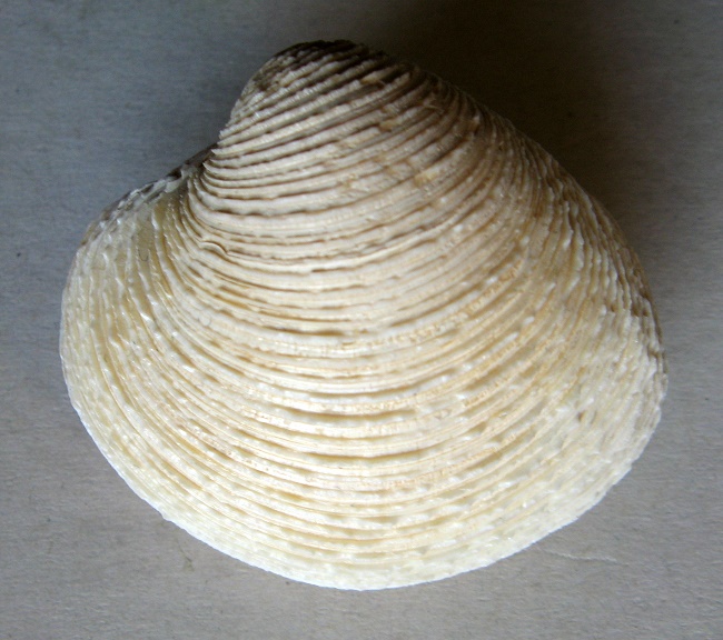 Venus nux, Gmelin, 1791 :: SHELLS, MUŠLE, LASTURY