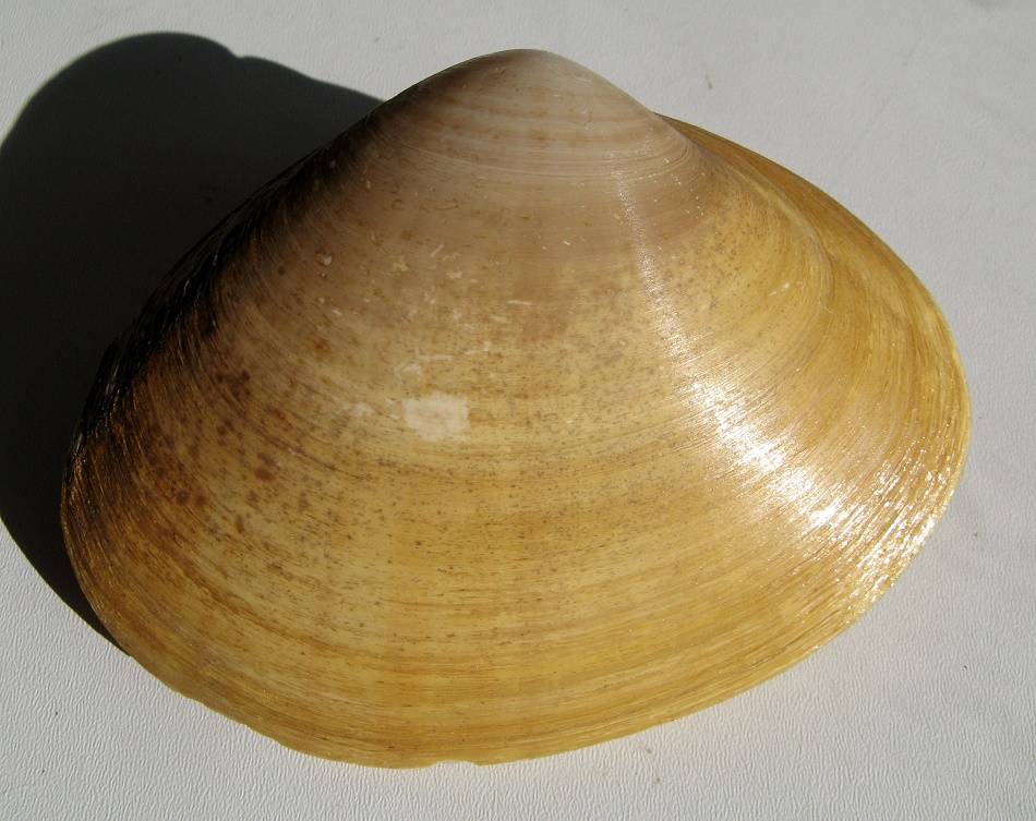 Mactra glauca , Born, 1778 :: SHELLS, MUŠLE, LASTURY