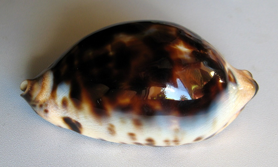 Cypraea jeaniana praeclara Lorenz, 2020 ULTRA RARE ! :: SHELLS, MUŠLE ...