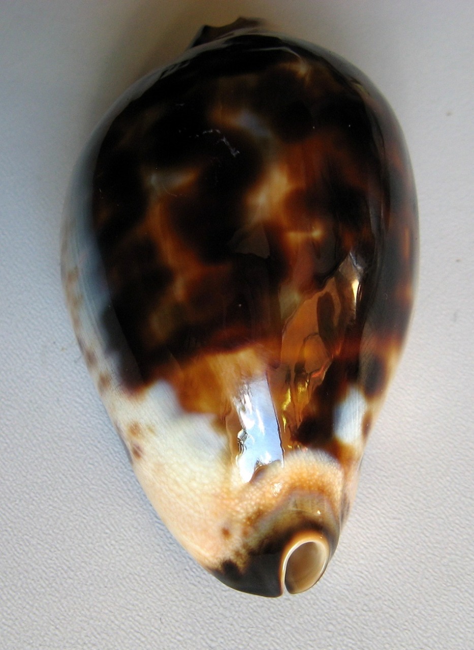 Cypraea jeaniana praeclara Lorenz, 2020 ULTRA RARE ! :: SHELLS, MUŠLE ...