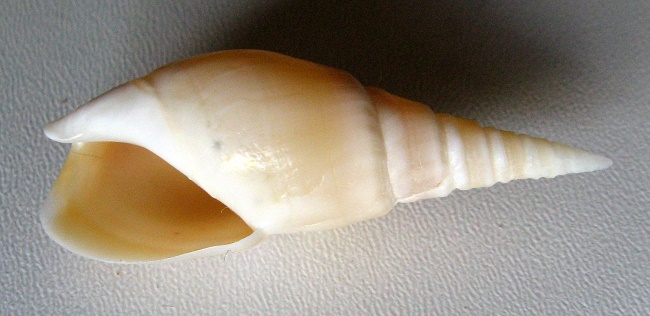 Bullia mauritiana Gray, 1839 :: SHELLS, MUŠLE, LASTURY